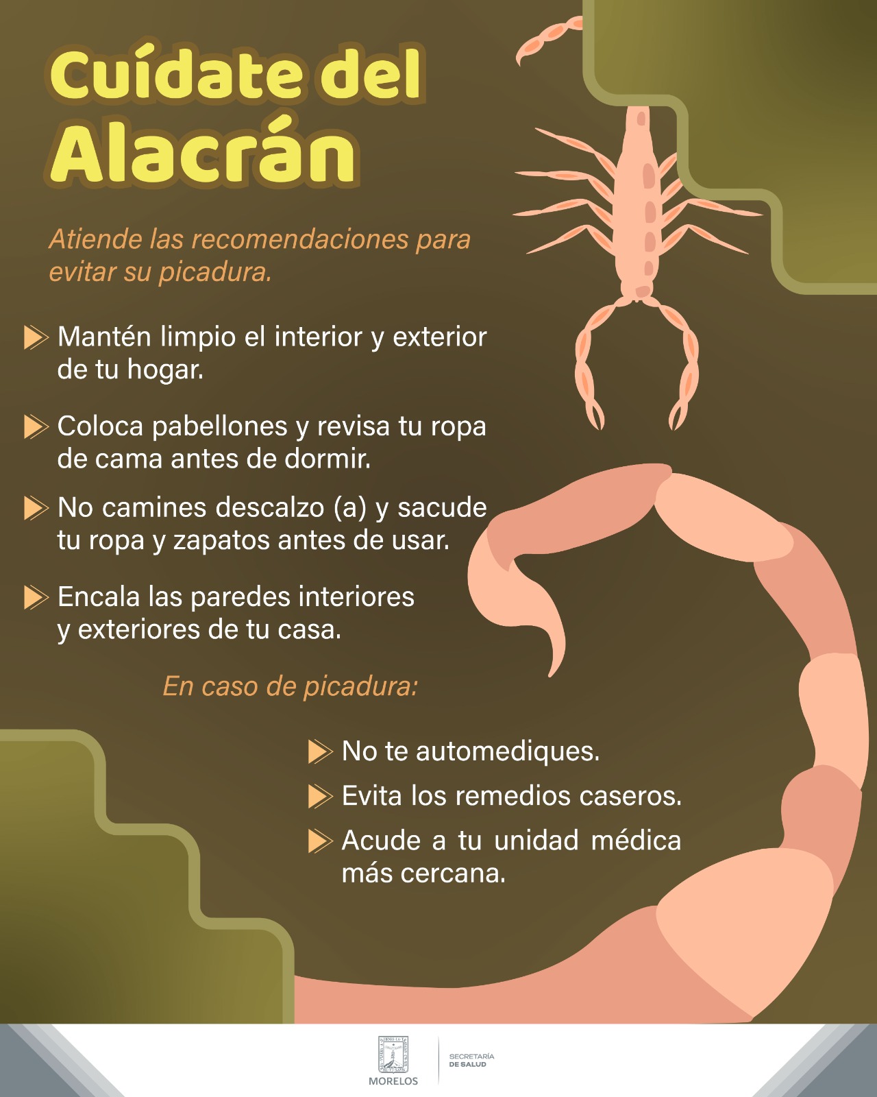 Solicita SSM atender recomendaciones para evitar picaduras de alacrán ...